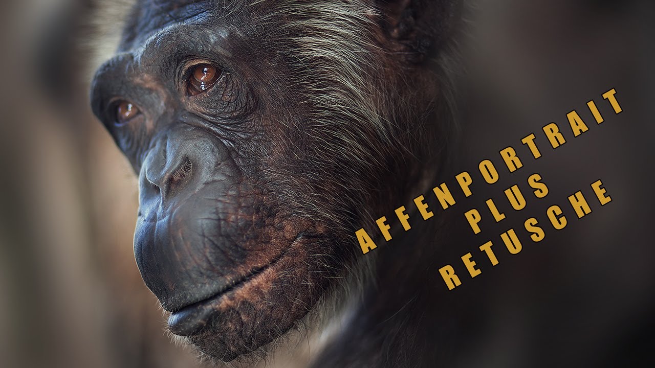 PHOTOSHOP // AFFEN PORTRAITRETUSCHE - YouTube
