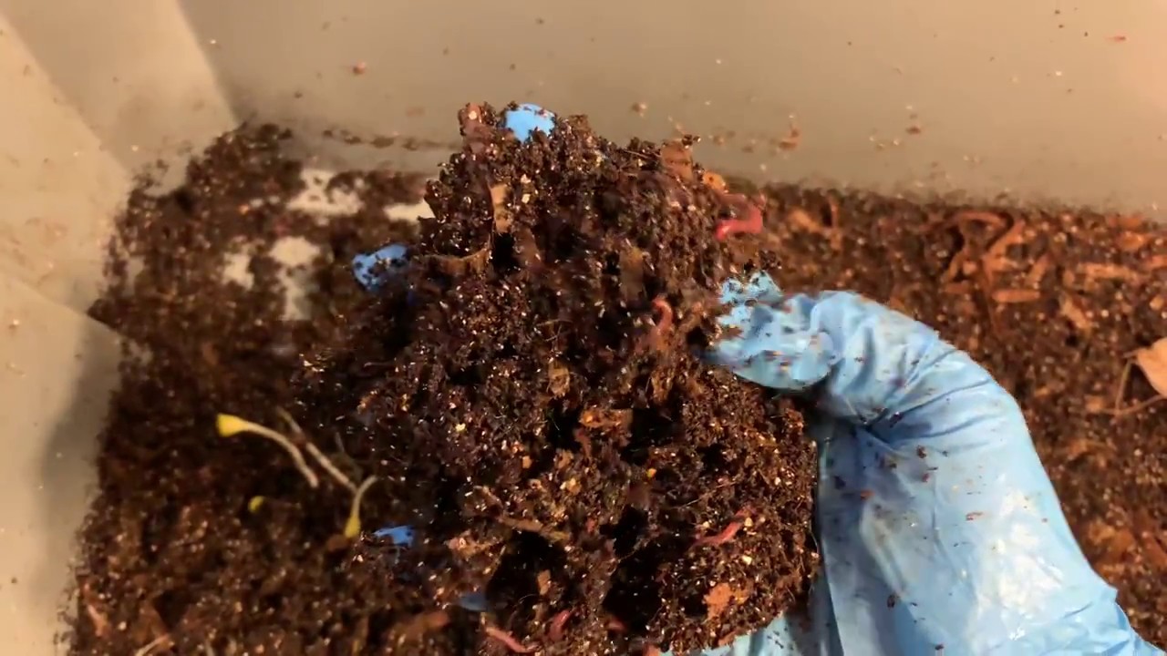 1001 cocoon bin update. - YouTube