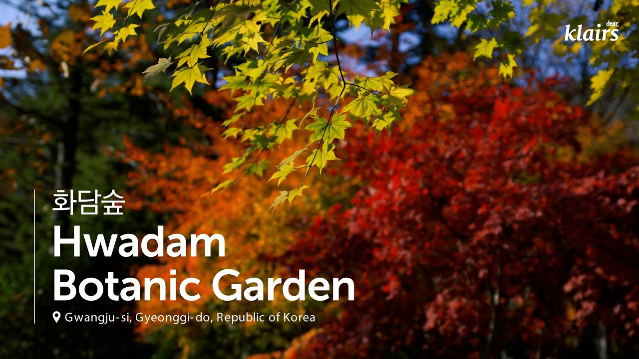 Spring Scenery of Hwadam Botanic Garden 화담숲 | A forest for warm ...