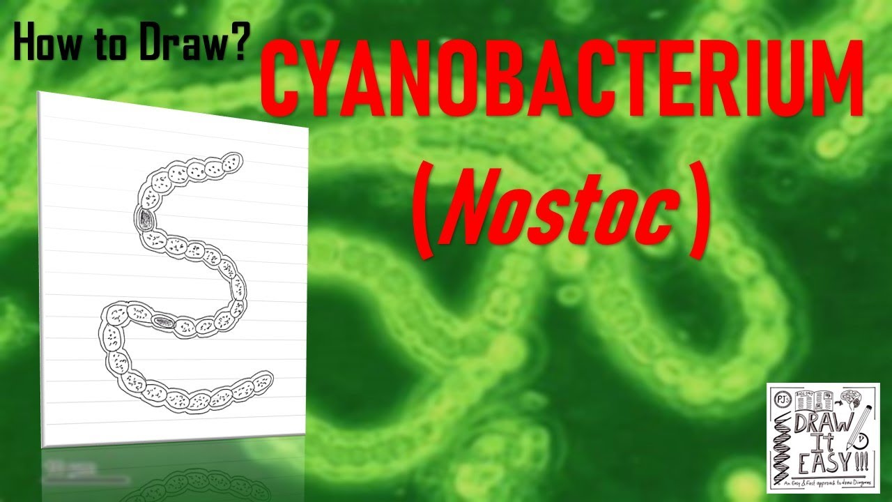 How to Draw Cyanobacterium (Nostoc) | Class 11 | Class 12 | Exam Guide ...