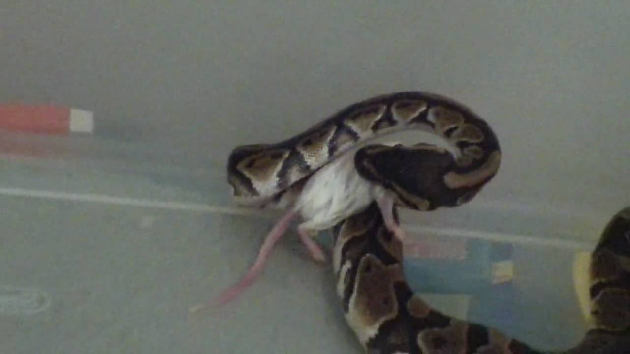 Lucky and Monty Da Ball Python Duo Feeding 7-20-10 - YouTube