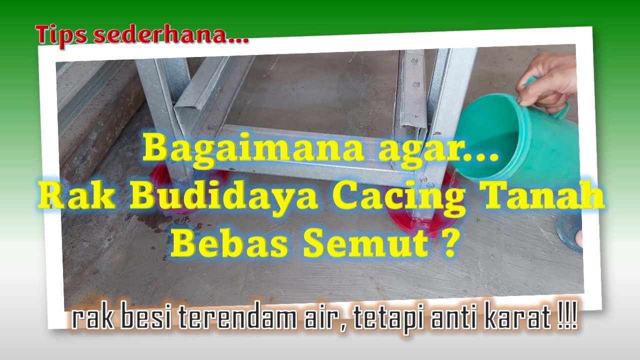 Tips Sederhana... BAGAIMANA AGAR RAK BUDIDAYA CACING TANAH, TERBEBAS ...