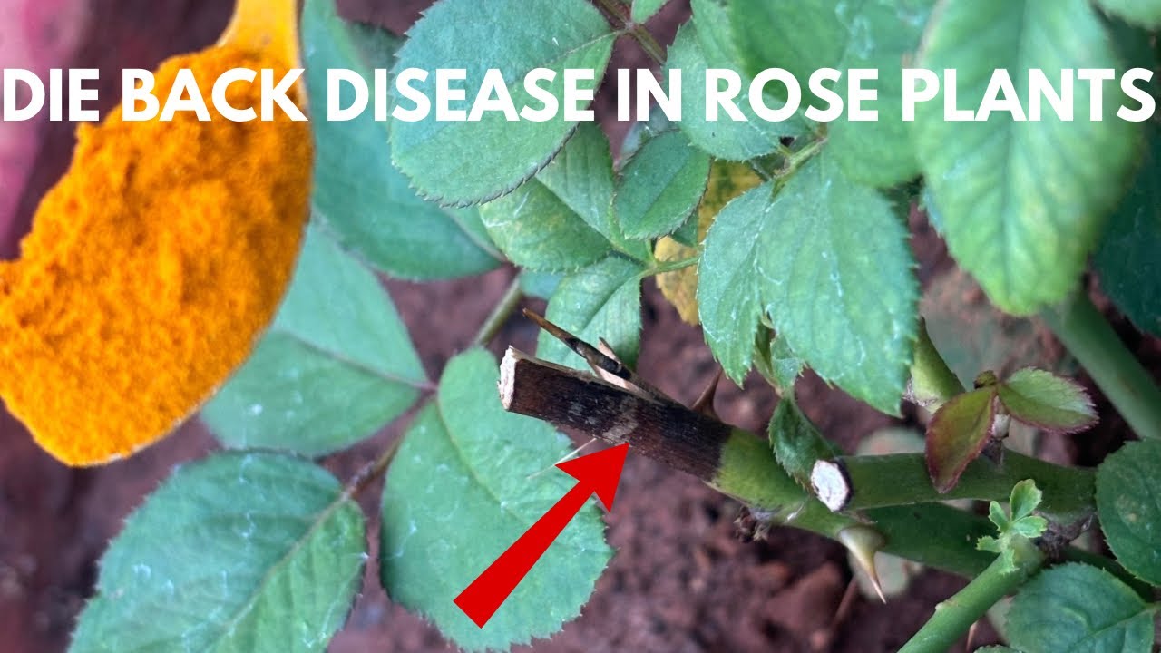 Die Back Disease in Rose Plants | நுனி கருகிபோதல் ரோஜாசெடிகள்|# ...
