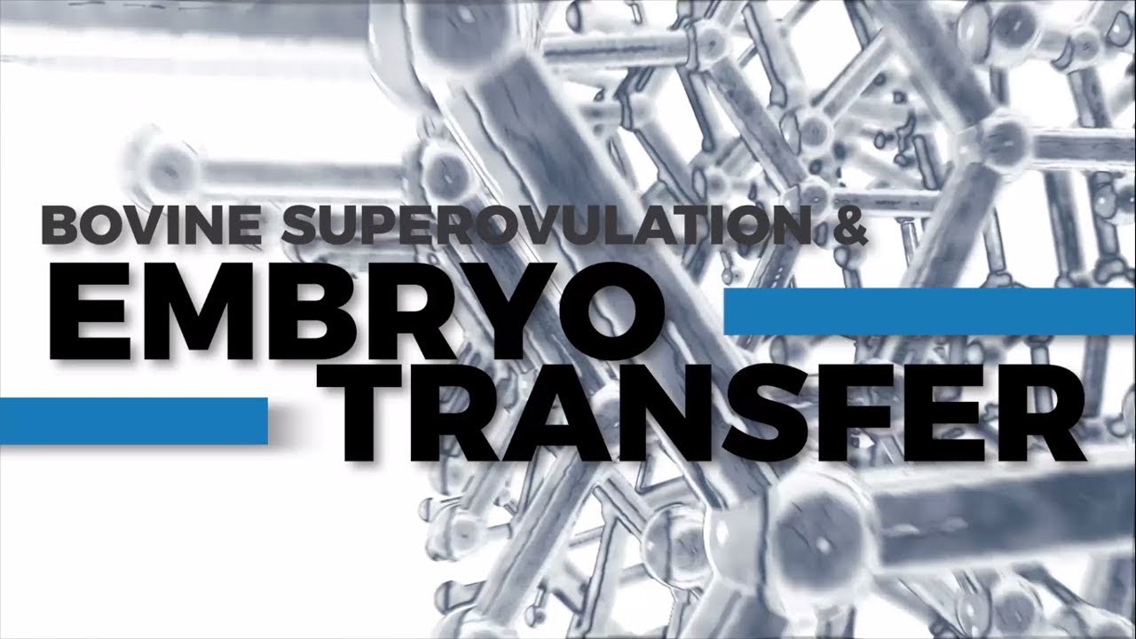 Bovine Superovulation & Embryo Transfer - YouTube