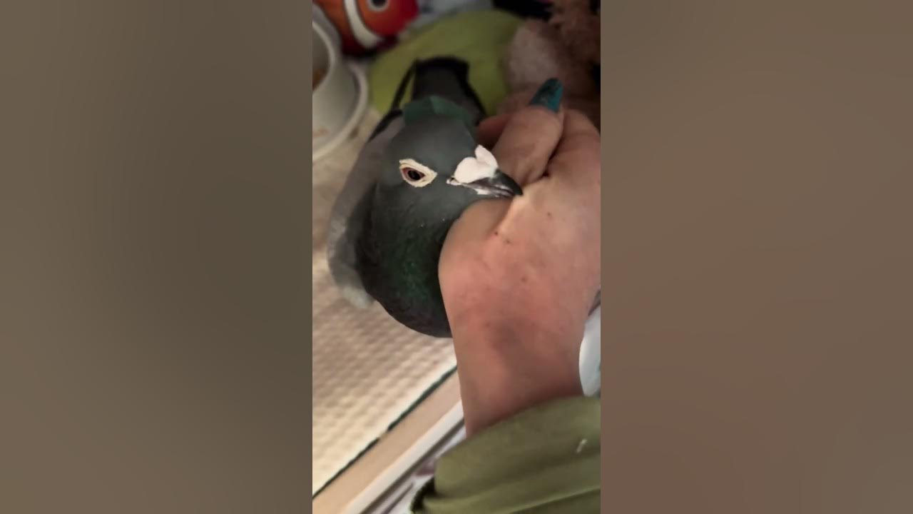 【MS限定】ポッピ君のかわいい寝方w2024/1/25KUPPI the Crow - YouTube