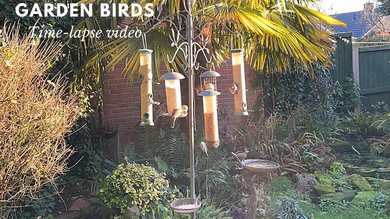 🐦‍⬛ Garden birds time-lapse video - YouTube