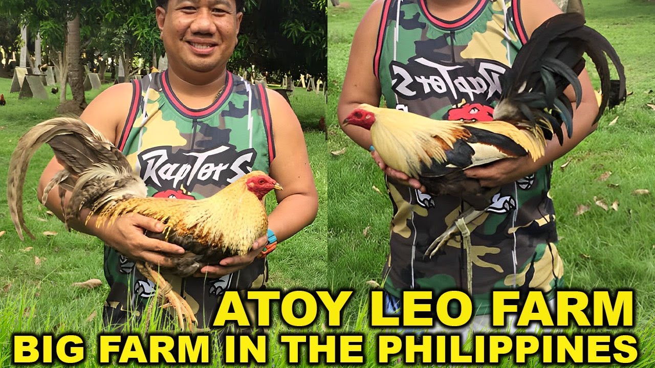 Best Big Farm Philippines ATOY LEO FARM Nice Birds - YouTube