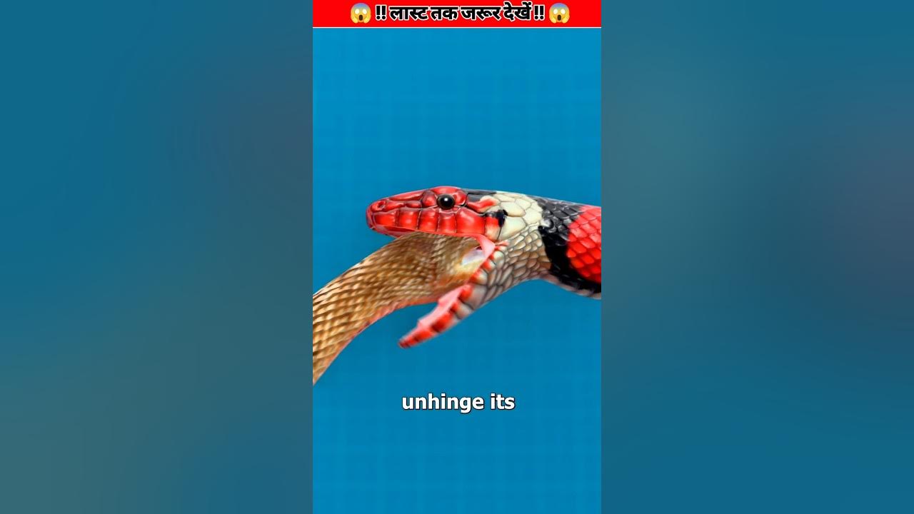 How Snakes Eat Other Snakes Animation) 🤯 #shorts (3D#3danimation - YouTube