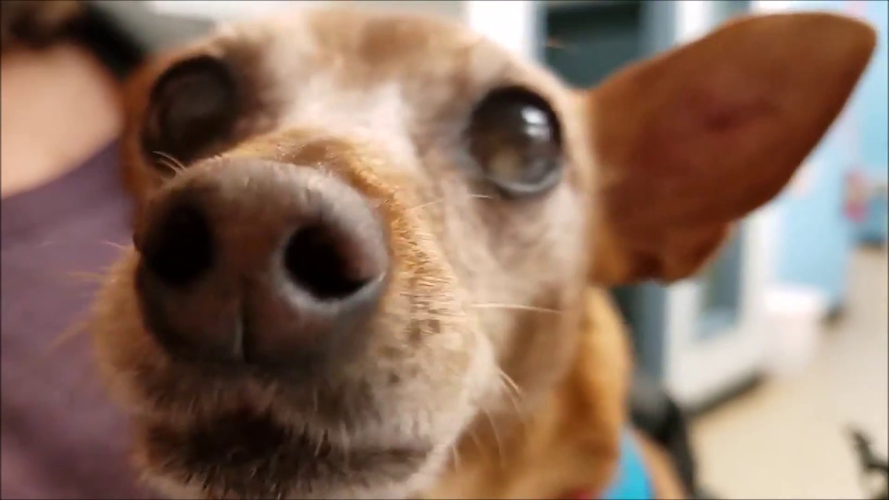 Citrine, a female Min Pin at Muttville-adopted! - YouTube