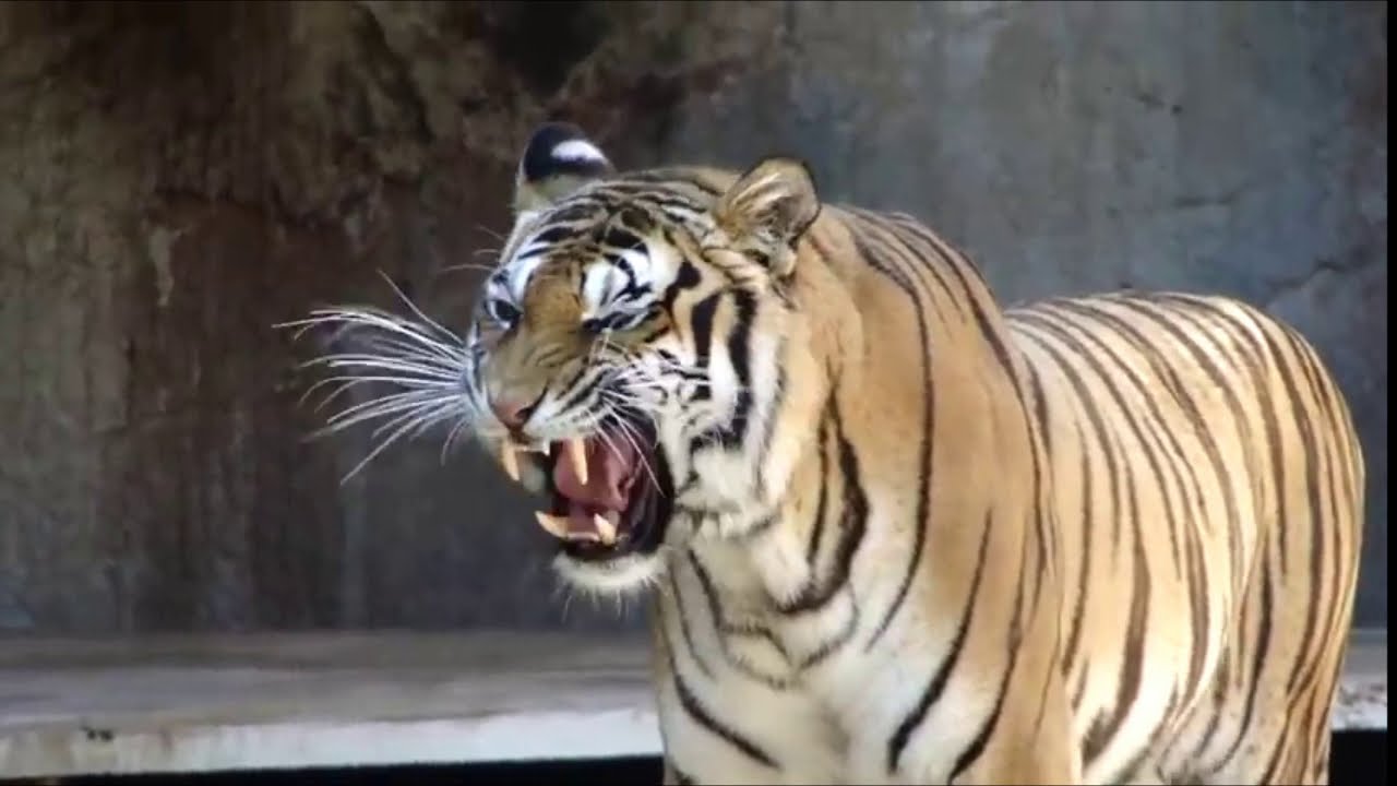 tiger communication Project (citations in the description) - YouTube