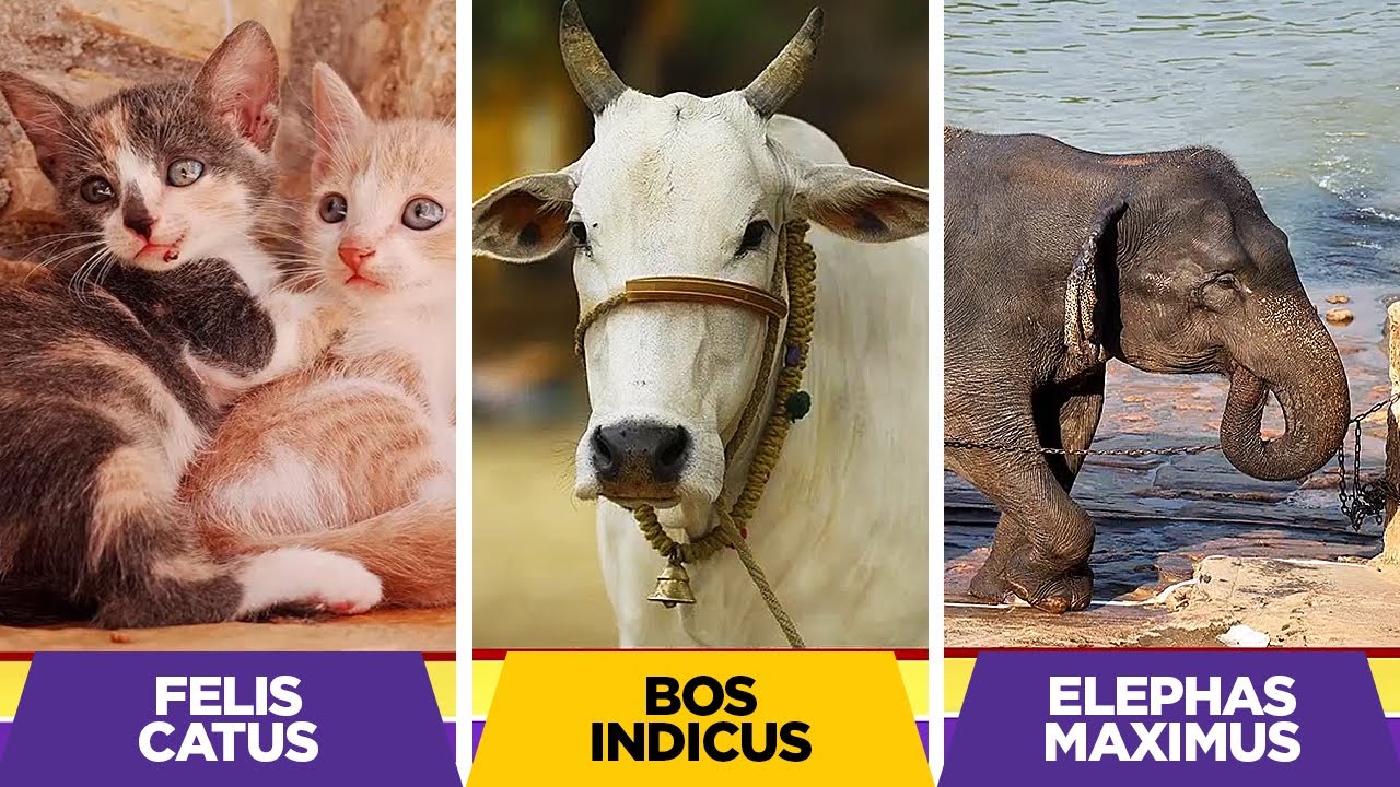 Scientific Name of Animals | Learn Animals Names with pictures ...