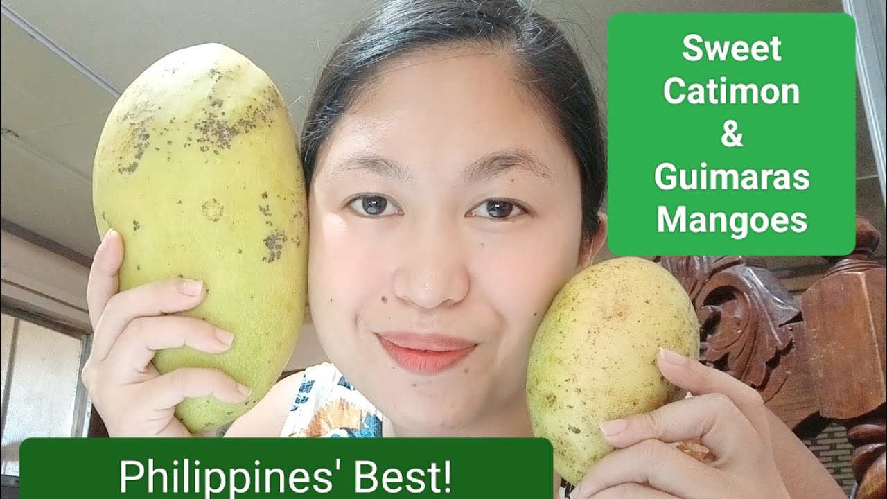 Let's Taste the Philippines' Sweetest and Biggest Catimon Mangoes and ...