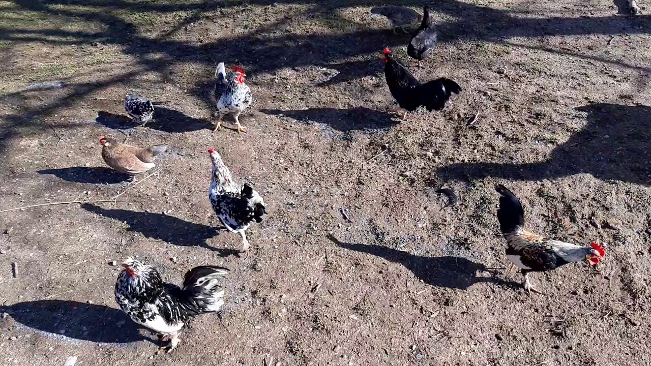 Muscovy ducks arguing! - YouTube