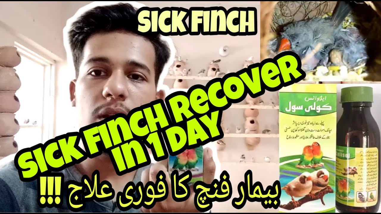 Colisol Best Medicine for Sick finches | Bemar Finch Ka Behtreen Elaj ...
