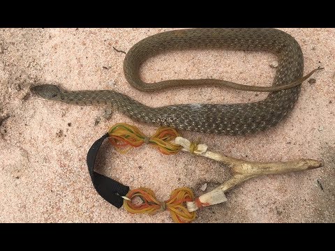 Shooting Snake by Using Slingshots - Shooting the Snake on the Tree ...