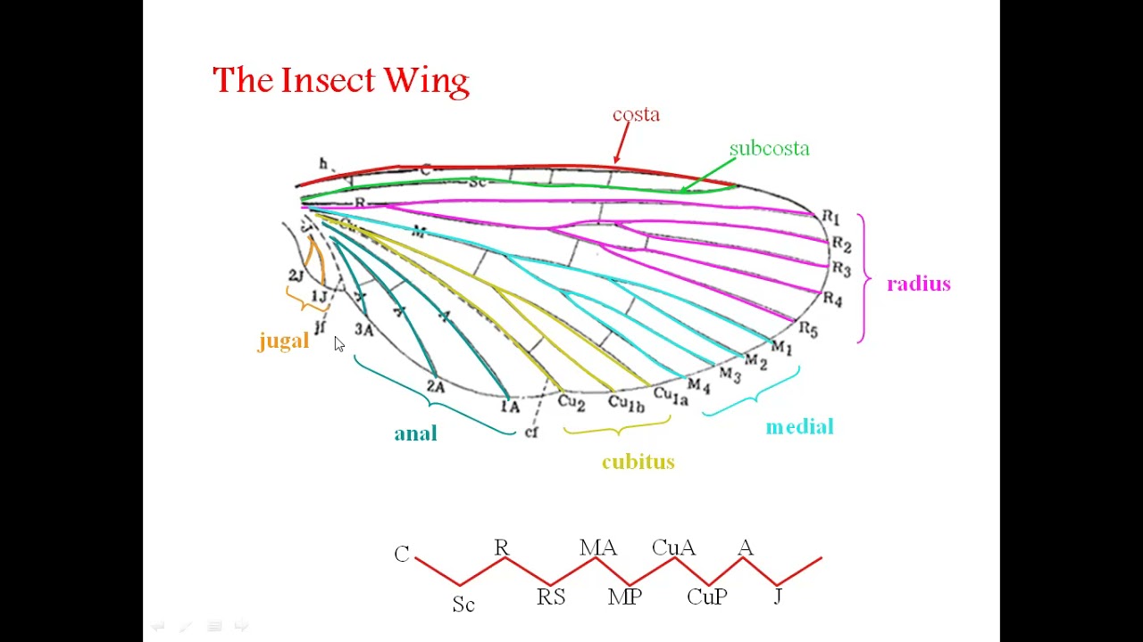 Insect Wing Diagram Insect Wings Amateur Entomologists' Society