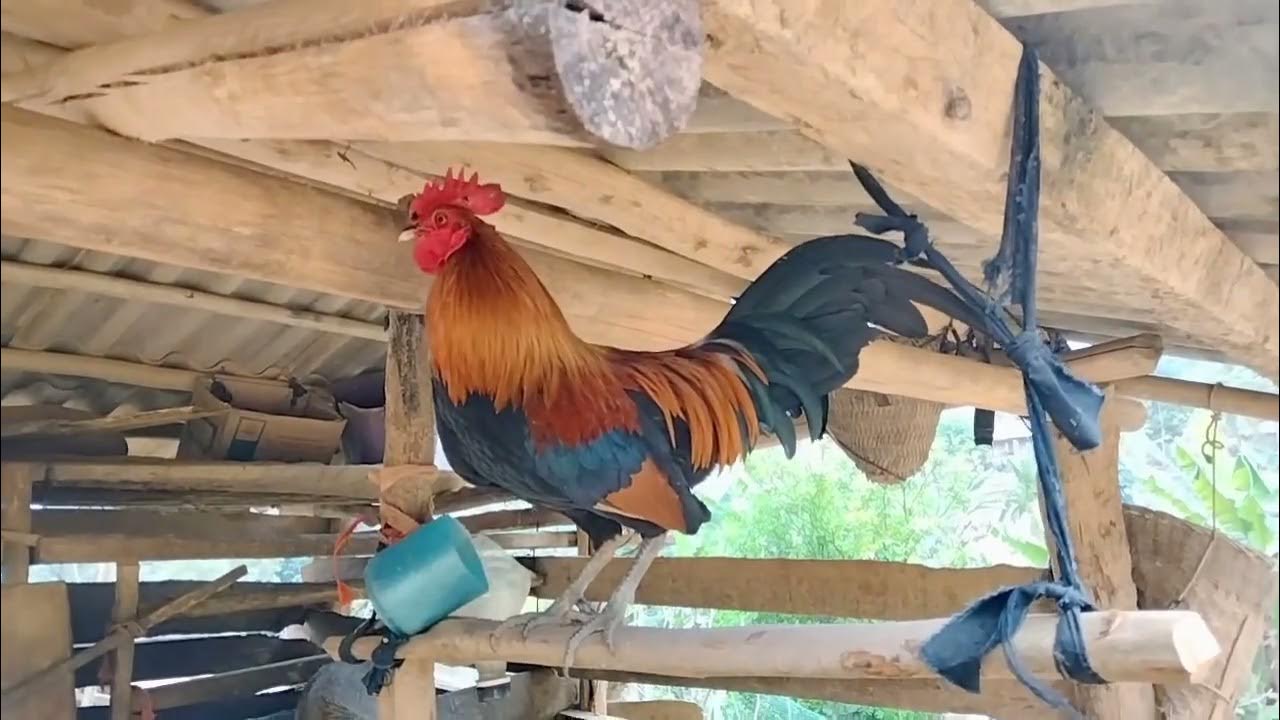 qaib dib zoo nkauj qua zoo dib heev.gà mồi tơ đẹp#Xyoojqaibqus - YouTube