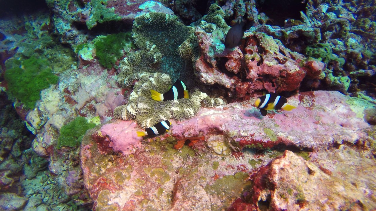 Anemone fish during Similan islands diving daytrip - YouTube