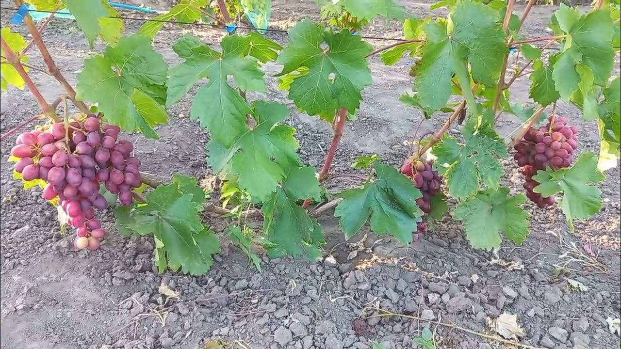 Виноград Зоренька 2023 - YouTube