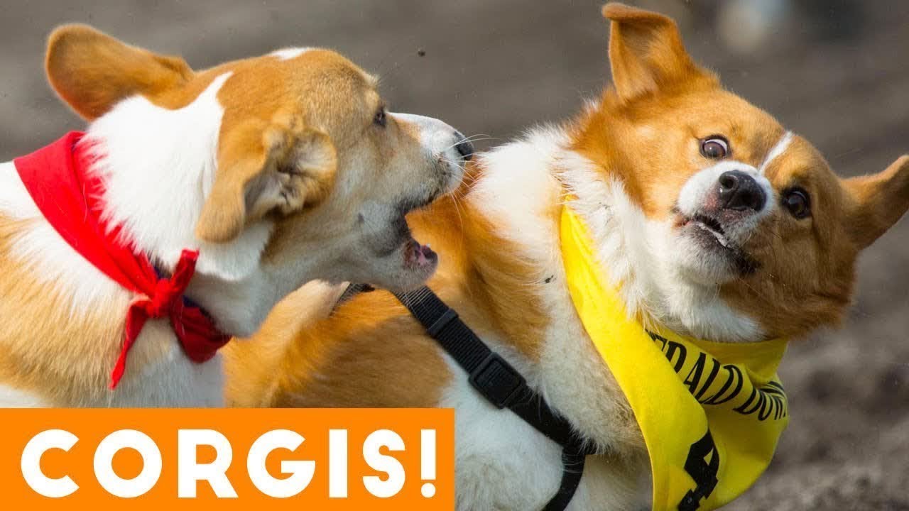 Pets TV Cutest Corgi Compilation 2018 Best Funny Corgi Videos Ever ...