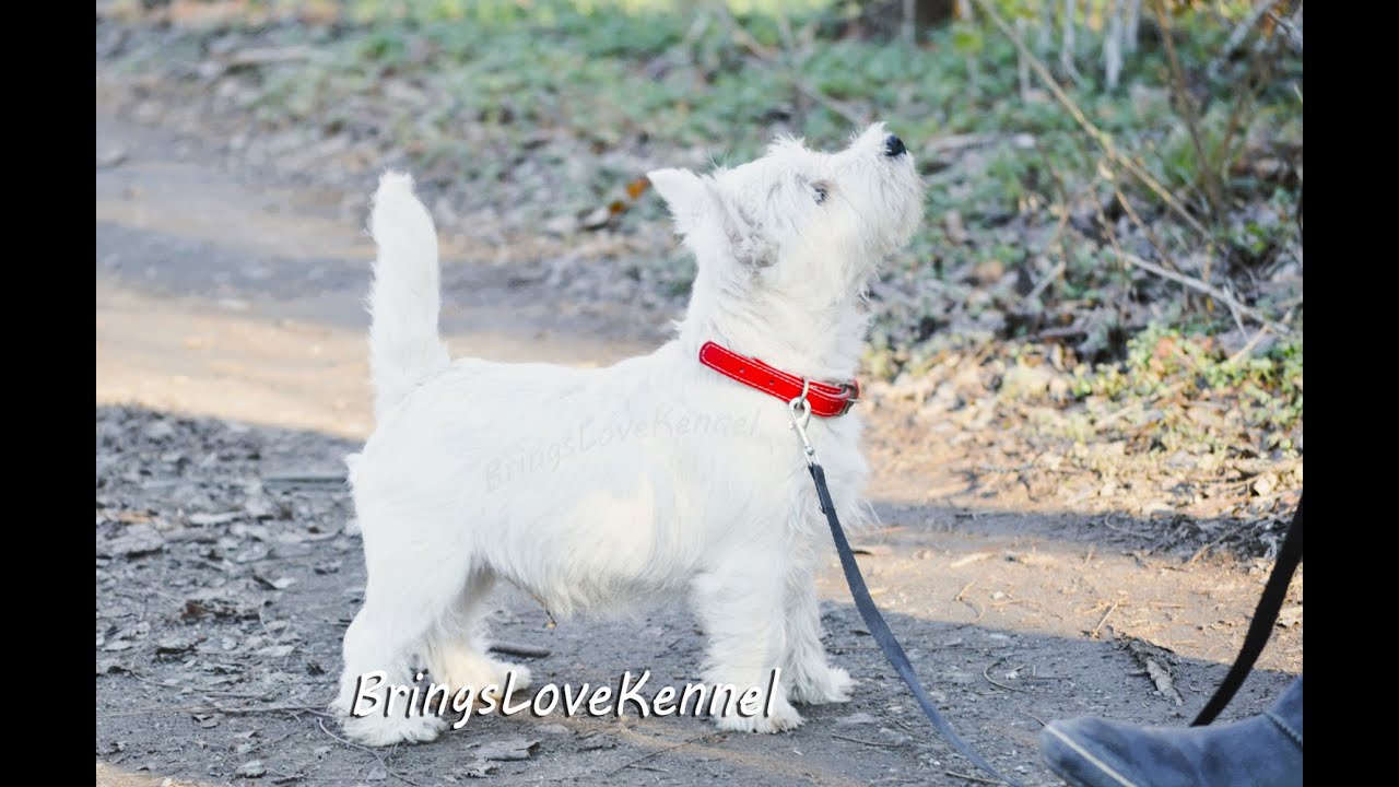 West Highland white terrier (westie) Remi Brings Love - Training in ...