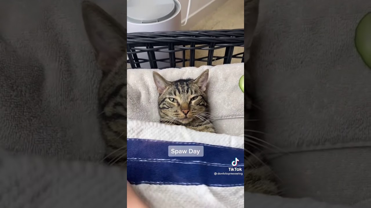 Cat’s spaw day - YouTube