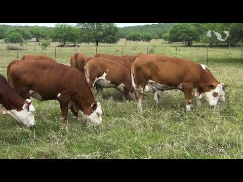Raza Simmental promocional