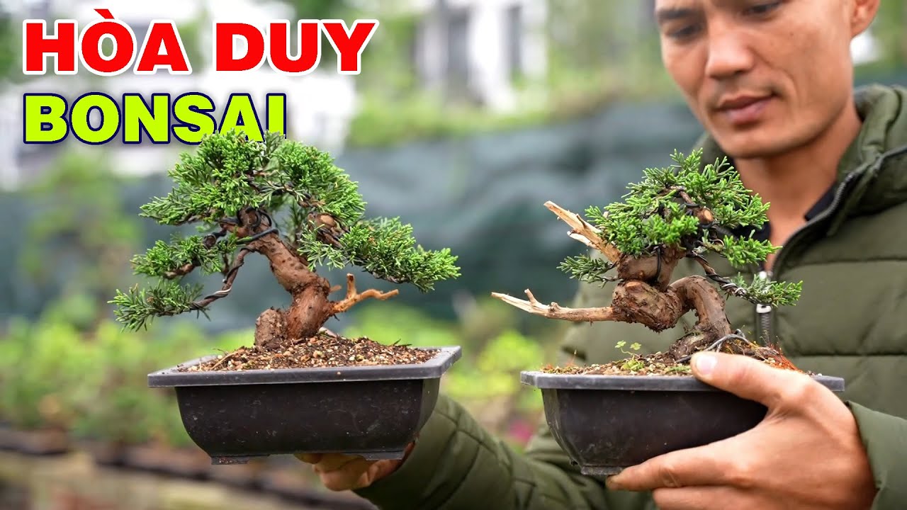 Ấn tượng vườn Tùng Kishu mini lớn nhất Hà Nội của Hòa Duy bonsai - YouTube