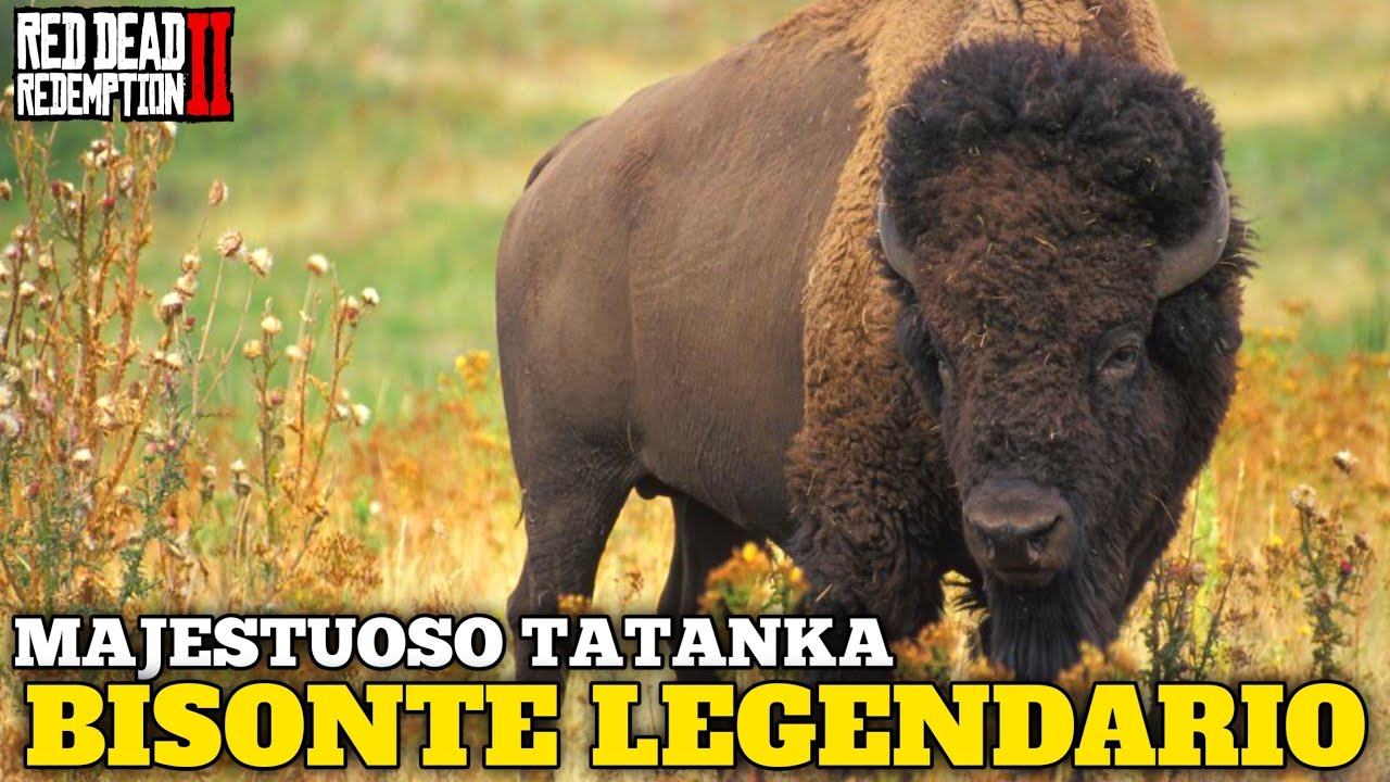 🦬BISONTE LEGENDARIO Y DONDE VENIR A CAZARLO || Red Dead Redemption2 ...