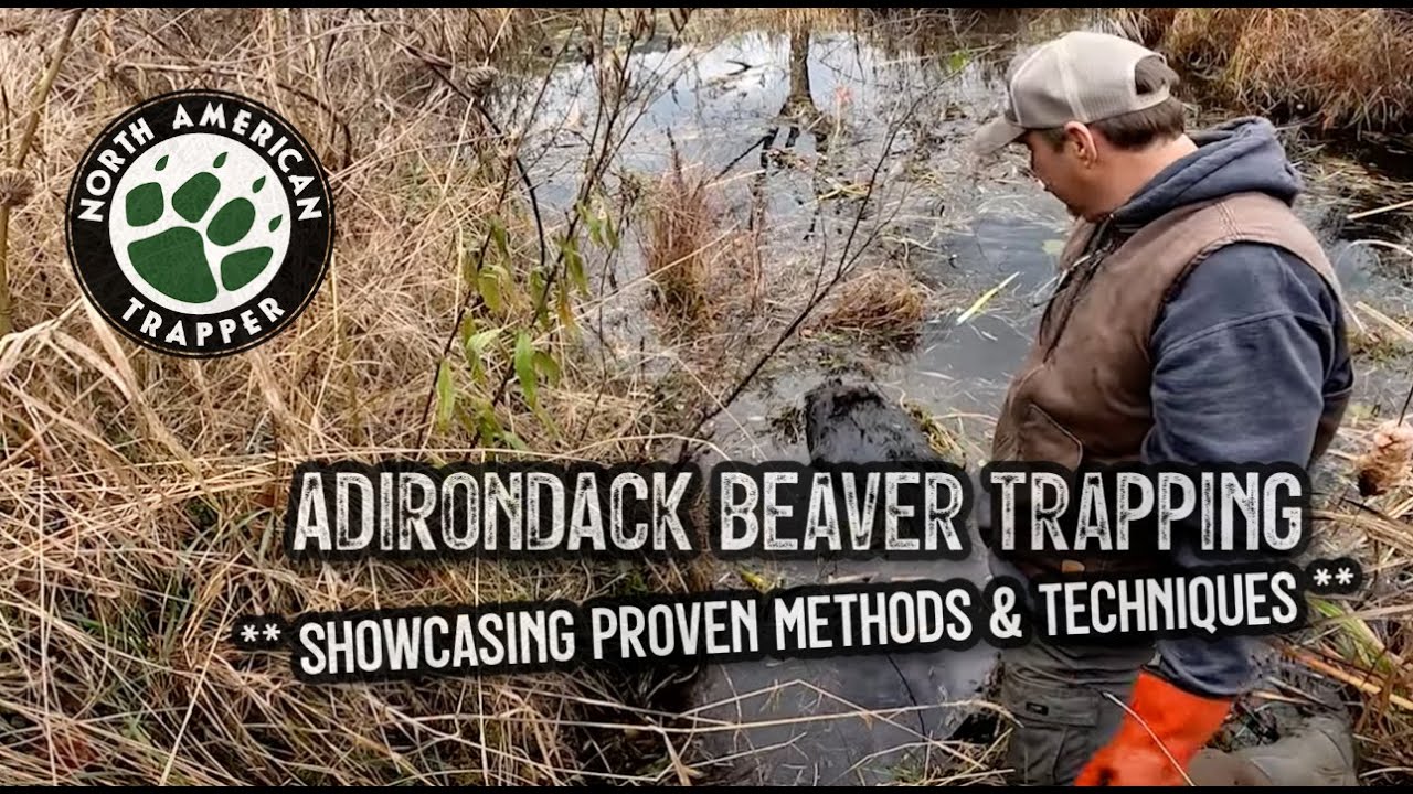 ADIRONDACK Beaver Trapping ** Showcasing Proven Methods & Techniques ...
