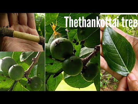 Thethankottai tree ! தேற்றான்கொட்டை மரம்! Strychnos potatorum ,kataka ...