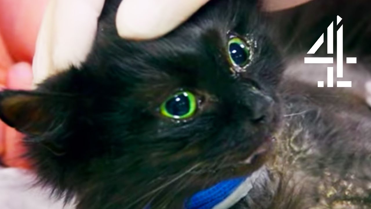 TRAILER: The Supervet Series 7 | Wednesday 8pm | Channel 4 - YouTube