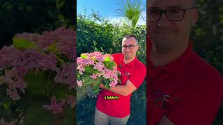Never buy a hydrangea until you see THIS DIFFERENCE! 🌸👀