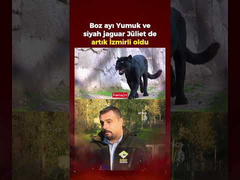 Boz ayı Yumuk ve siyah jaguar Juliet de artık İzmirli oldu