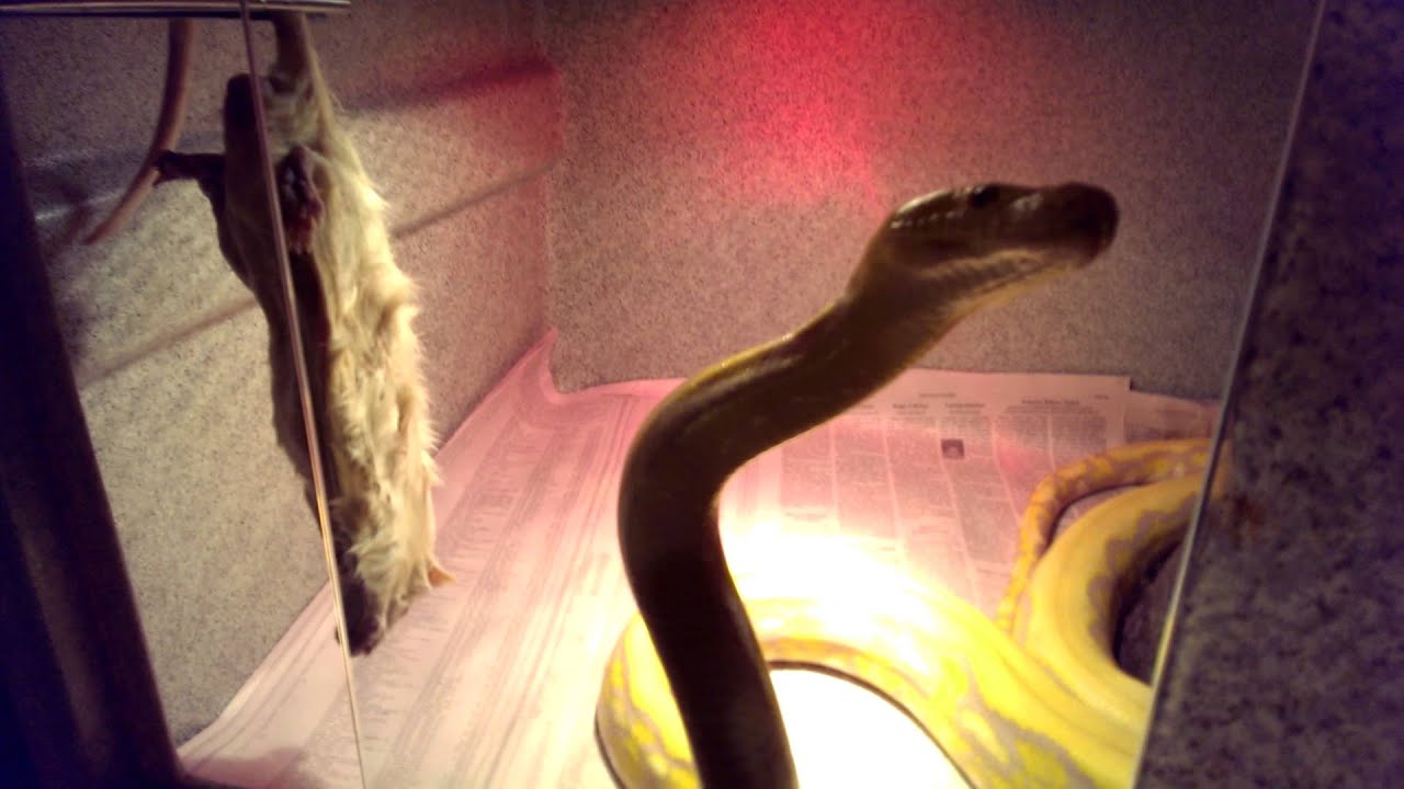 purple tiger striking a colossal rat - YouTube