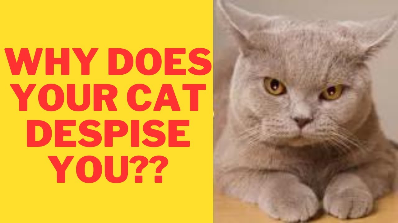 10 Surprising Reasons Your Cat Silently Despises You - YouTube