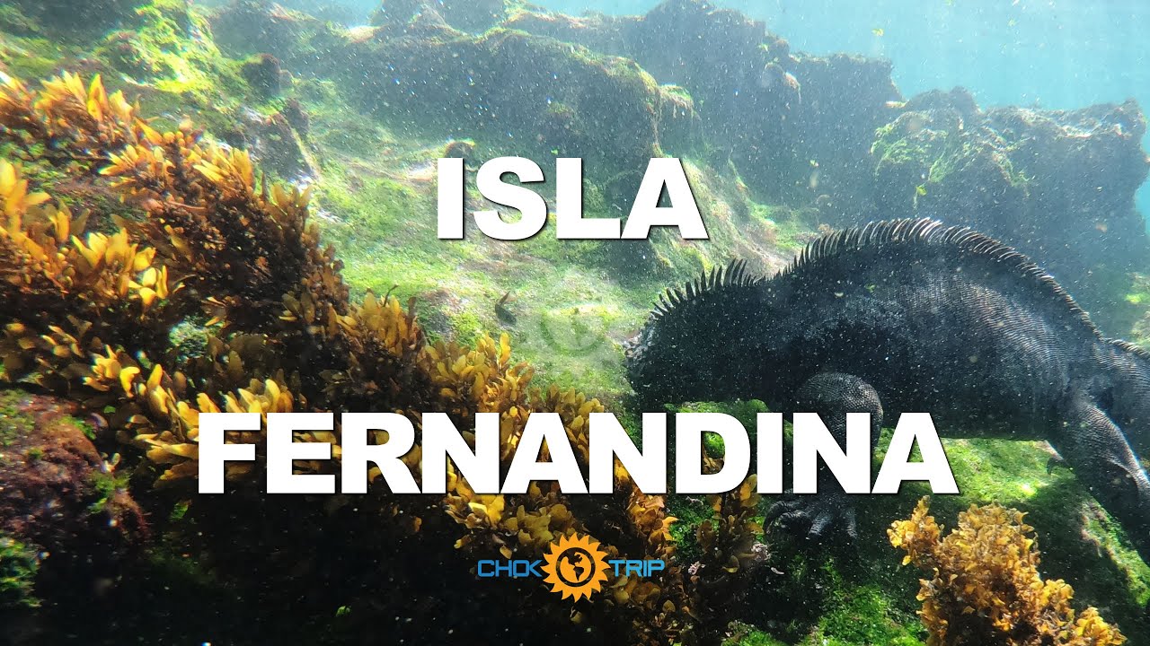 Fernandina Island / Isla Fernandina - Galapagos Cruise - Fragata or ...
