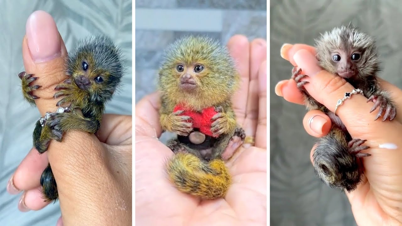 Finger Monkey 🐒 The Smallest Monkey On Earth! - YouTube