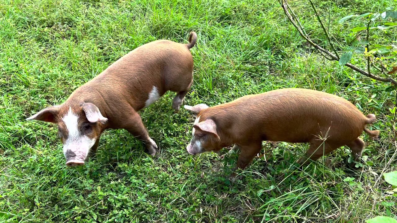 How Hereford Piglets looks like at 10 weeks old. - YouTube