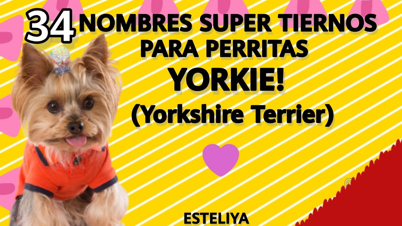 34 NOMBRES PARA TU PERRITA YORKIE.ESTÁN SUPER HERMOSOS! - YouTube