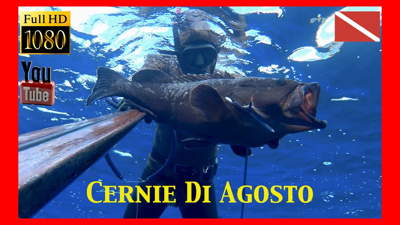 Pesca Sub Agosto 2020 - Cernia Bruna 5kg e Dorata 4,3 kg - YouTube