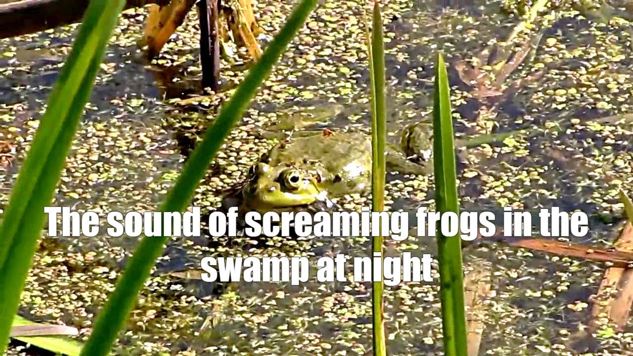 The sound of screaming frogs in the swamp at night - YouTube