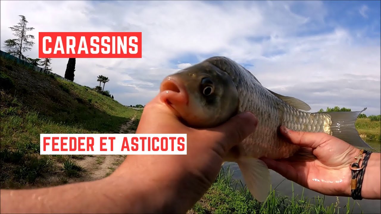 CARTON de CARASSINS à LATTES au FEEDER - YouTube