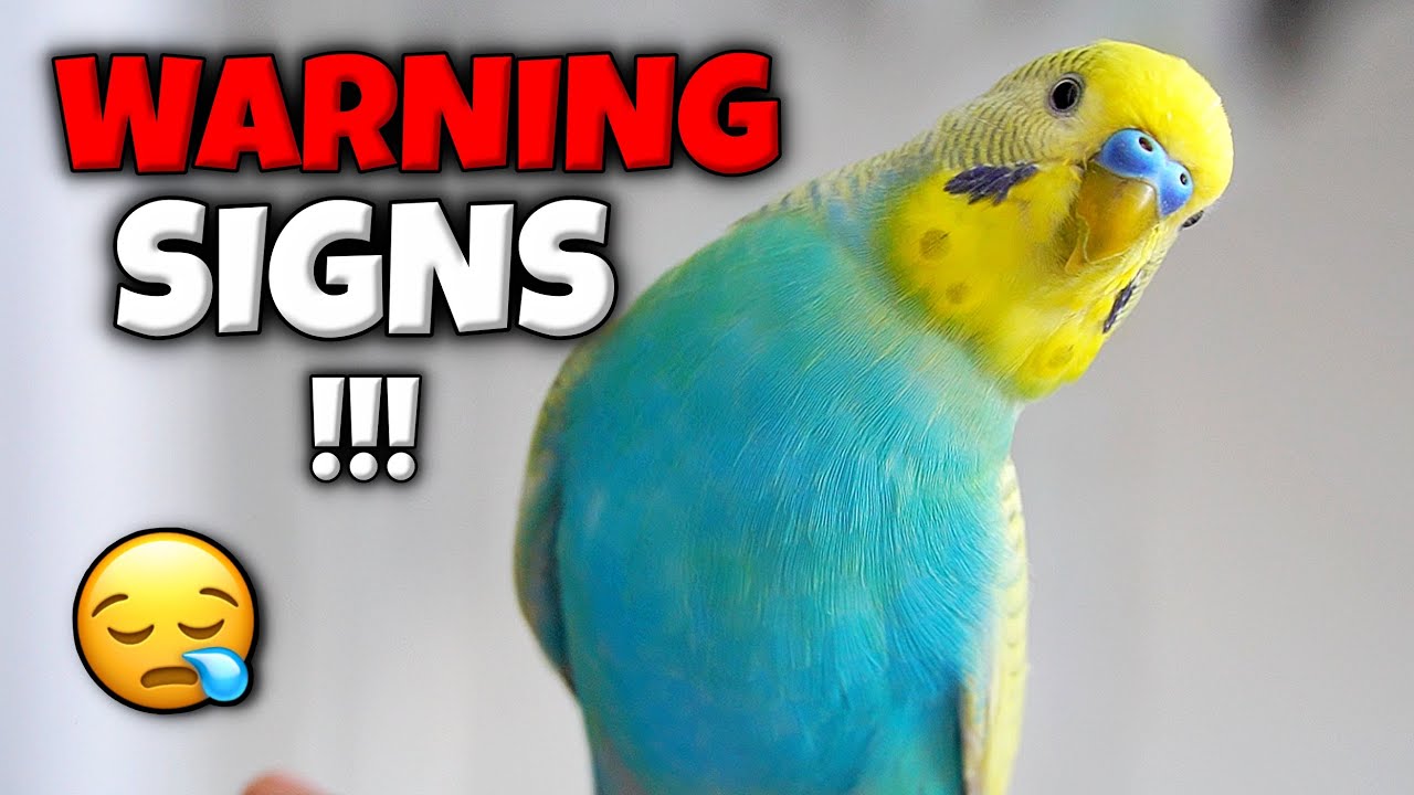 10 Signs your Bird is Unhappy with YOU as it’s Owner - YouTube
