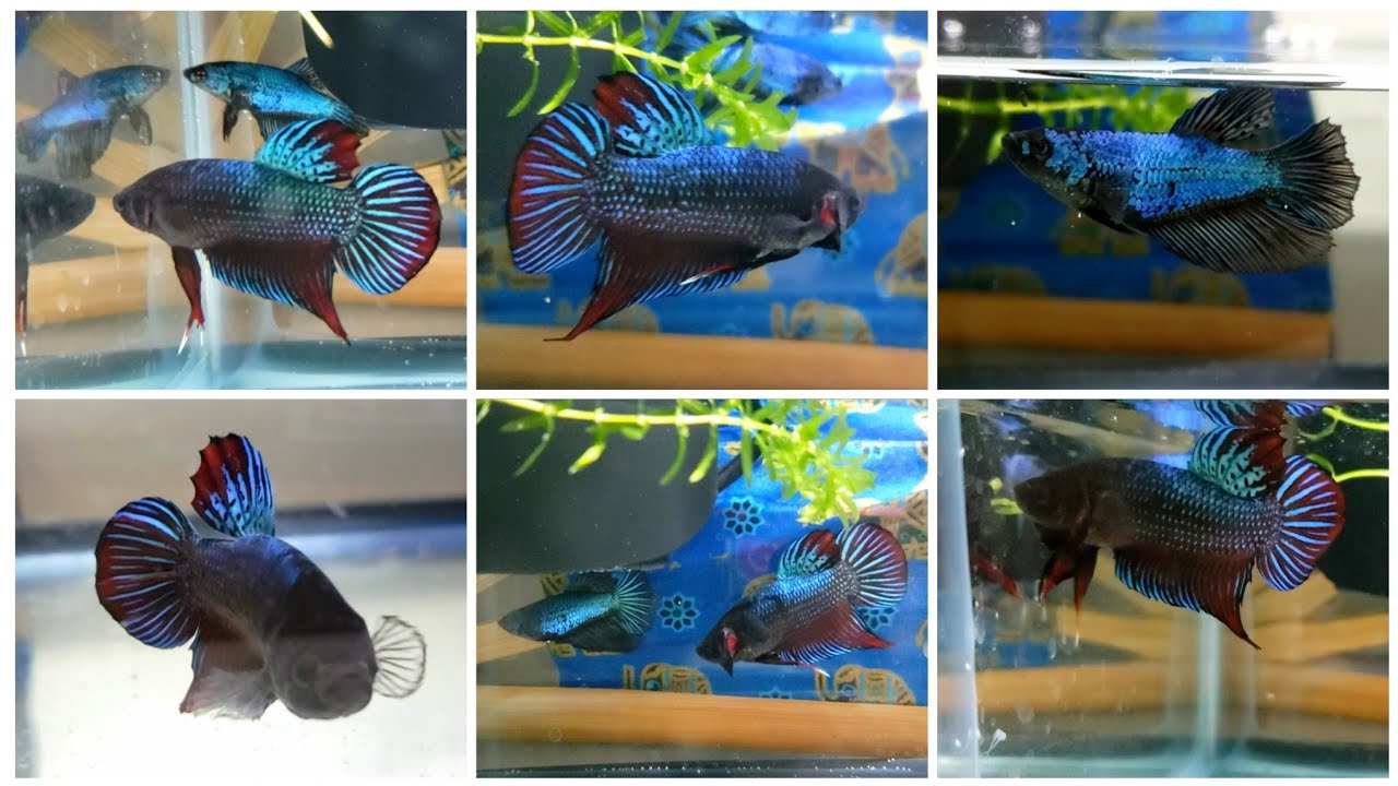 Betta - Introducing the King Male to Female - YouTube