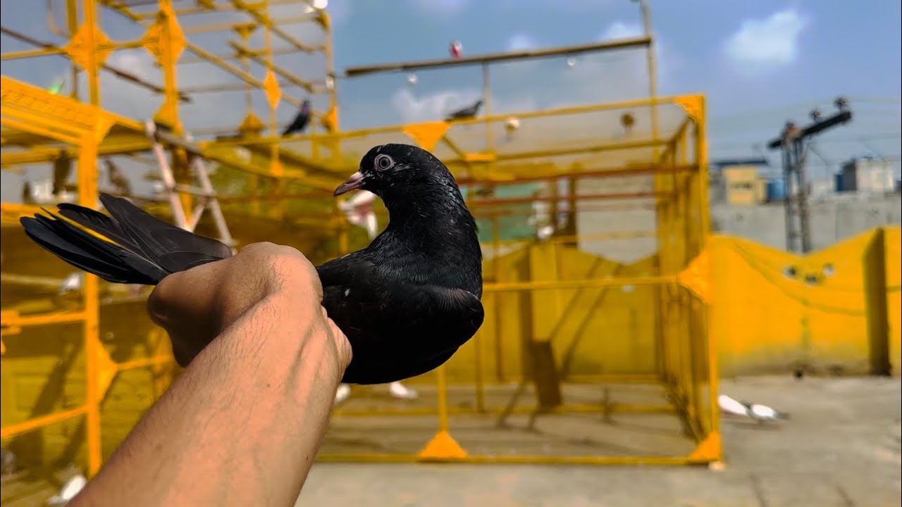 Dayan Madi bht mushkik sy Ghr bethi barish mein 😱 | Dar pigeons club | - YouTube