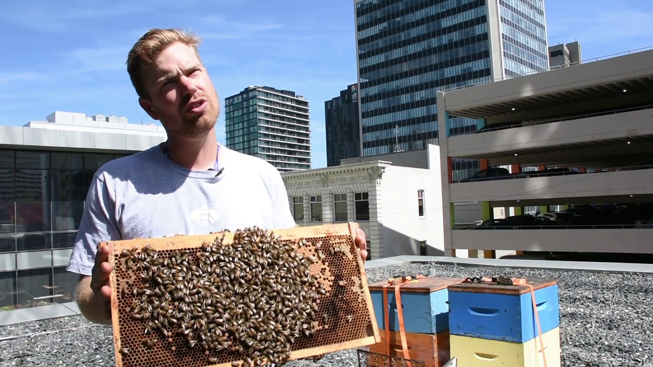 Beeproject Apiaries Downtown at 360 Portage - YouTube