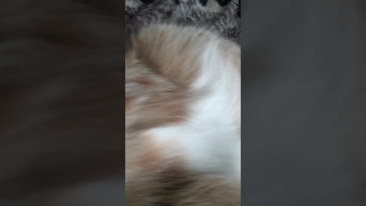 котик - YouTube