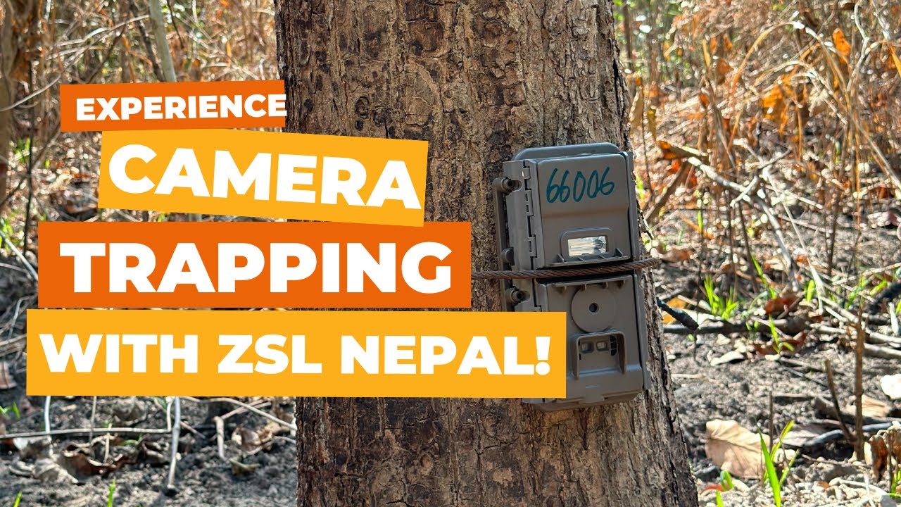 Unveiling Nepal's Tigers: Camera Trap Deployment in Tiger Territory ...