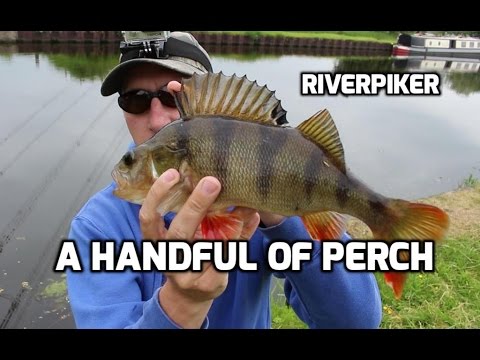 A handful of perch - (video 139)